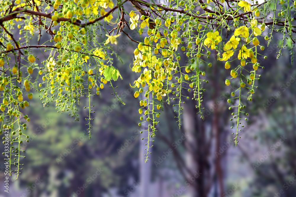 Golden shower, Cassia Fistula, bloom in tree. Called konna in Kerala, India and is part of the ...