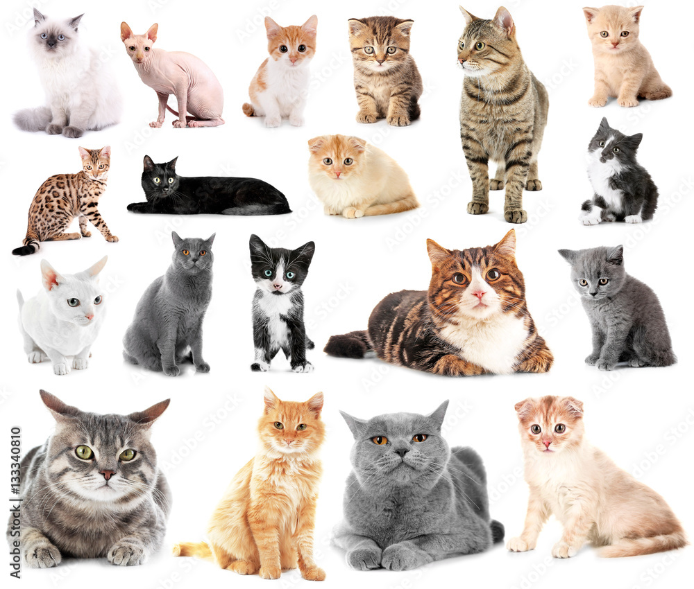 Cats Collage Background
