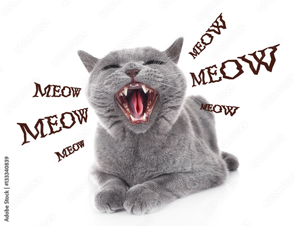 Funny Cat Pics With Words