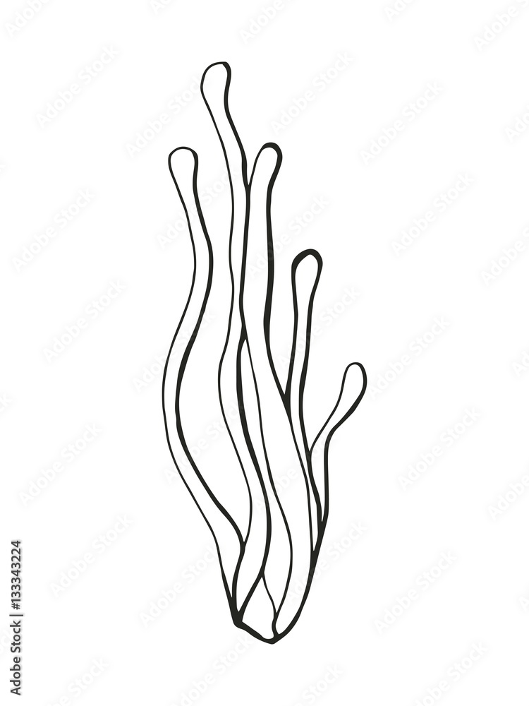 seaweed drawing Stock Vector | Adobe Stock