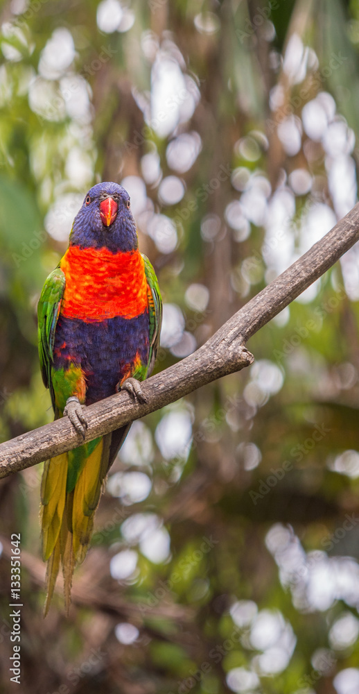 Parrot Stock-Foto | Adobe Stock