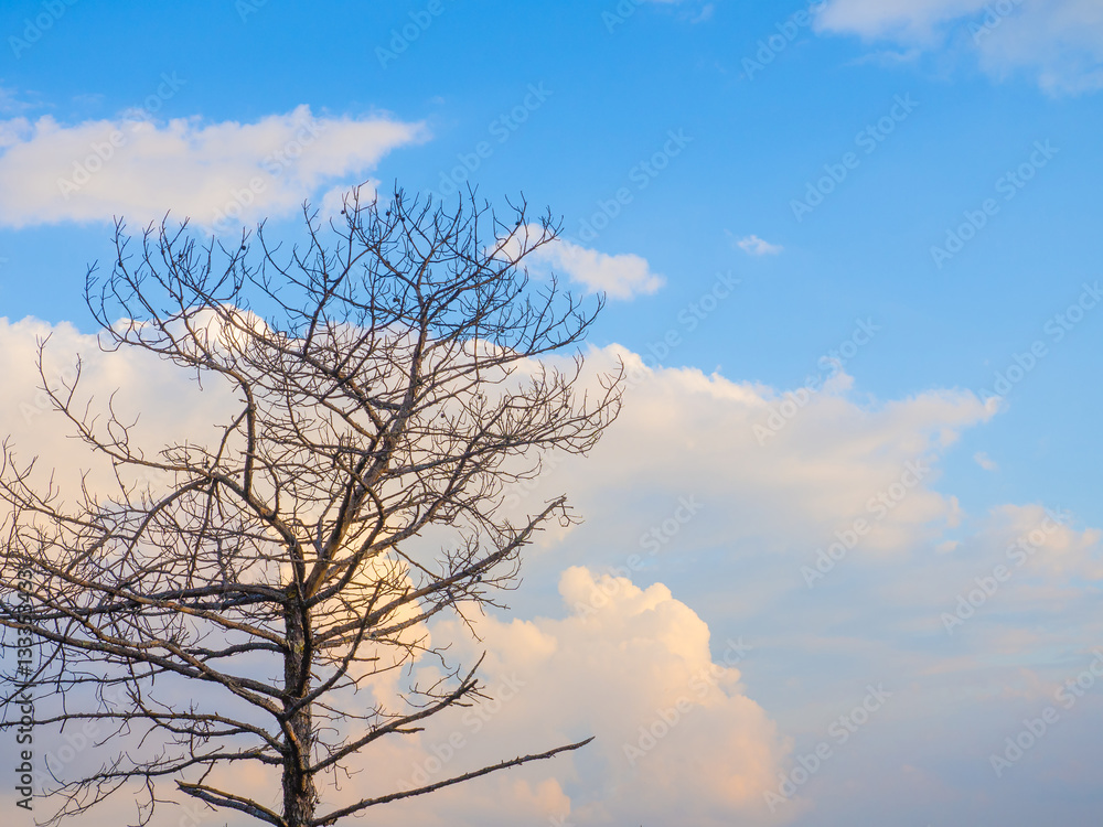 Blue sky with dry tree as background and enter text.. Stock Photo ...