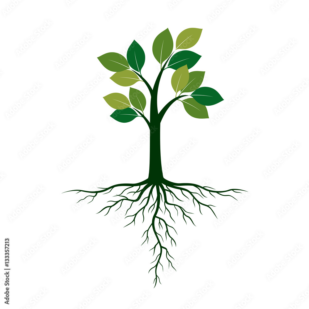 Green Tree with Roots. Vector Illustration. Stock Vector | Adobe Stock