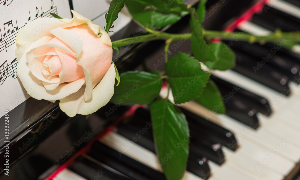 The white rose lying on retro piano with musical sheets. Romantic ...
