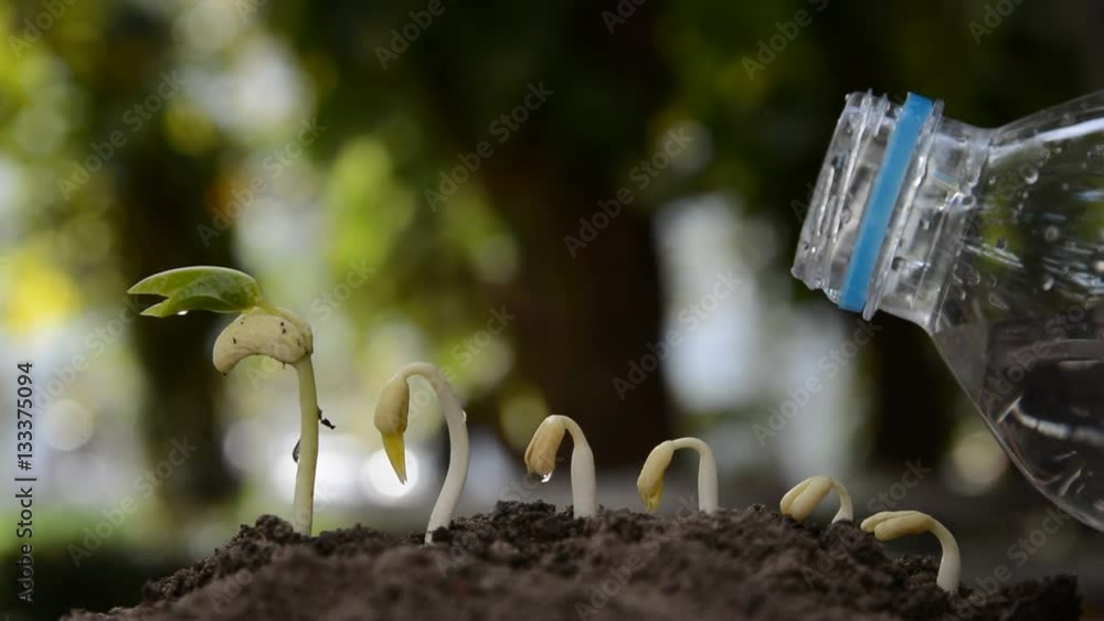 Seed to tree, Seeding, Plant seed growing concept, Growing plants ...