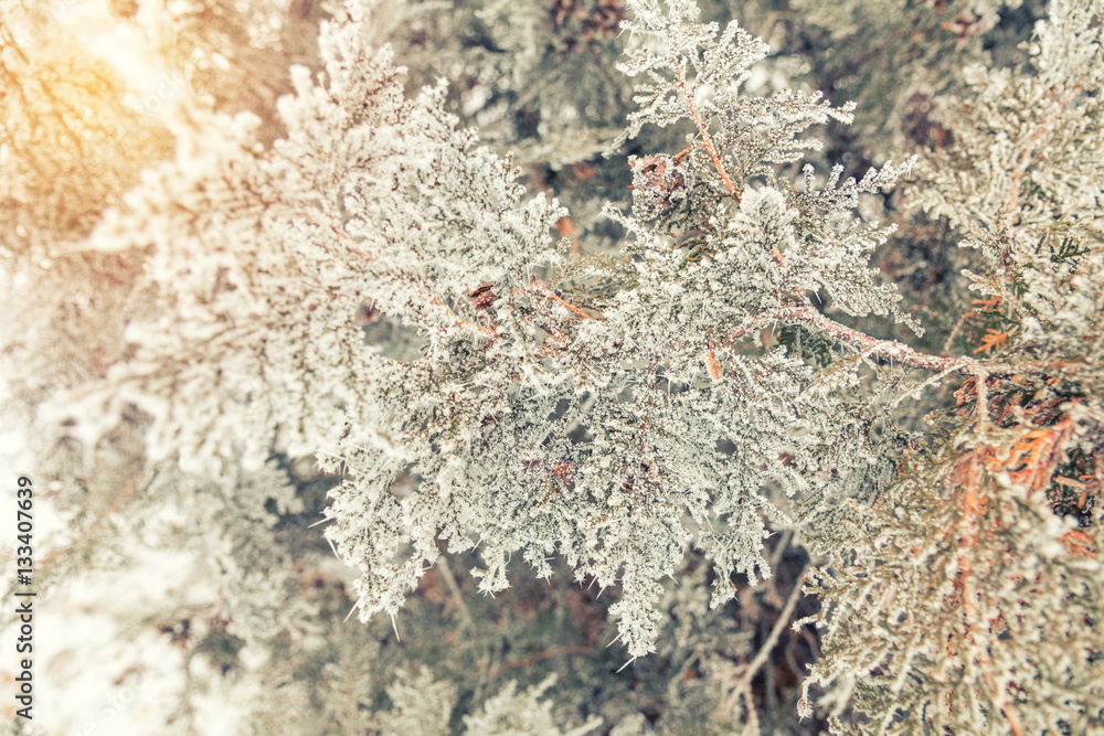 Branch thuja cypress tree with cones in snow. Winter background. Thuja ...