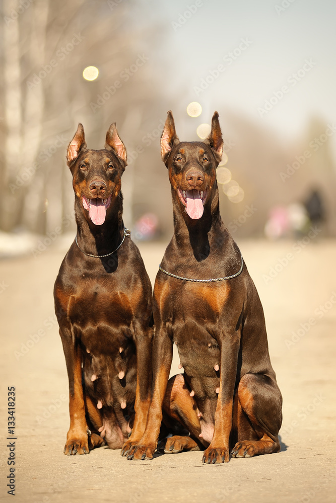 Doberman Smile