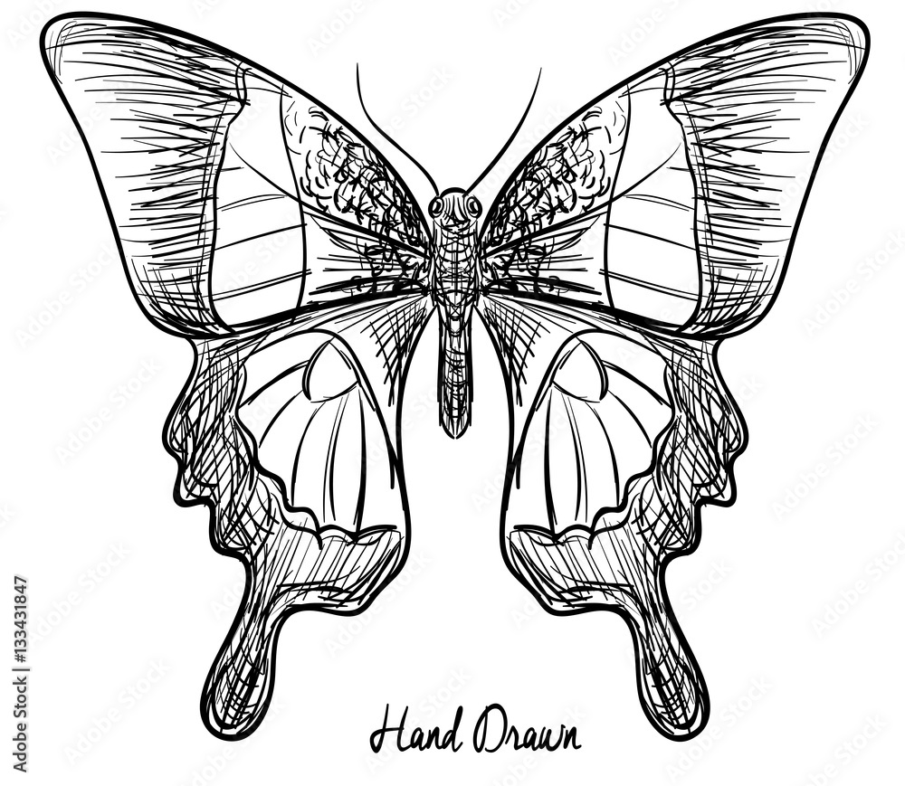 realistic detailed sketch of a butterfly Stock Vector | Adobe Stock