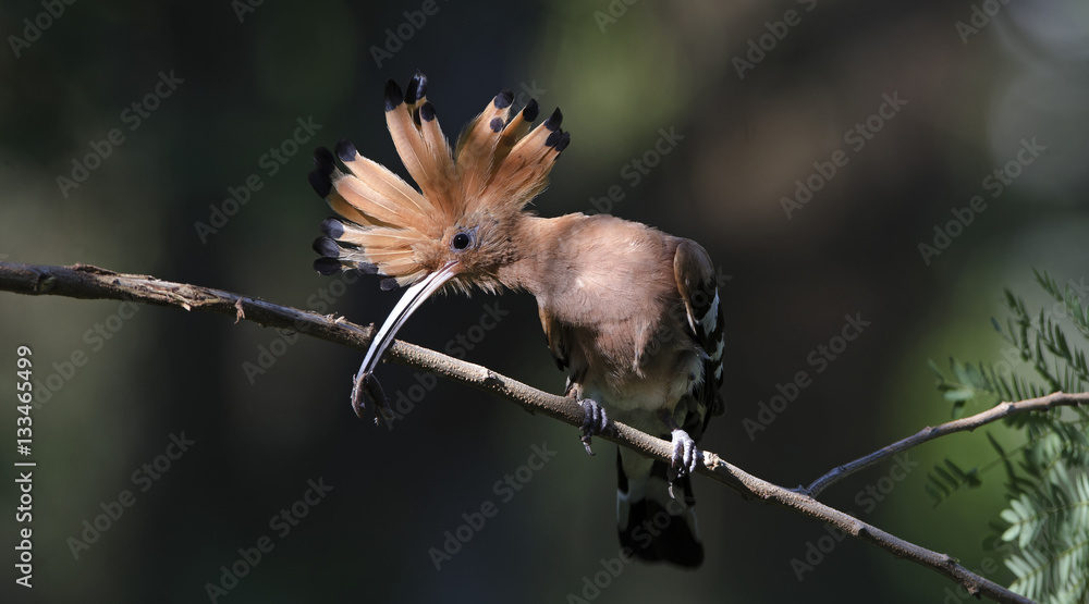 Eurasian Hoopoe or Common Hoopoe ( Upupa epops ) on branch, Bird with ...