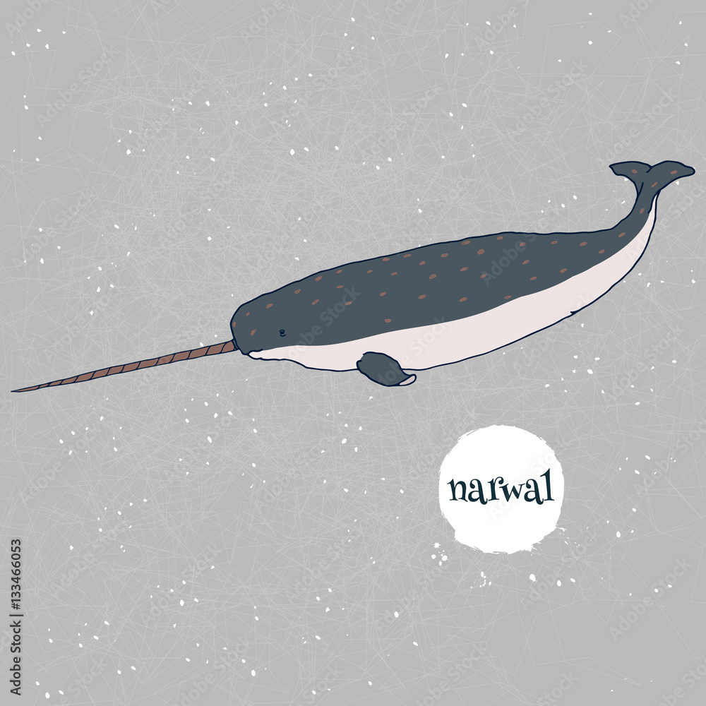 Narwal vector illustration. Hand drawn, isolated on gray background ...