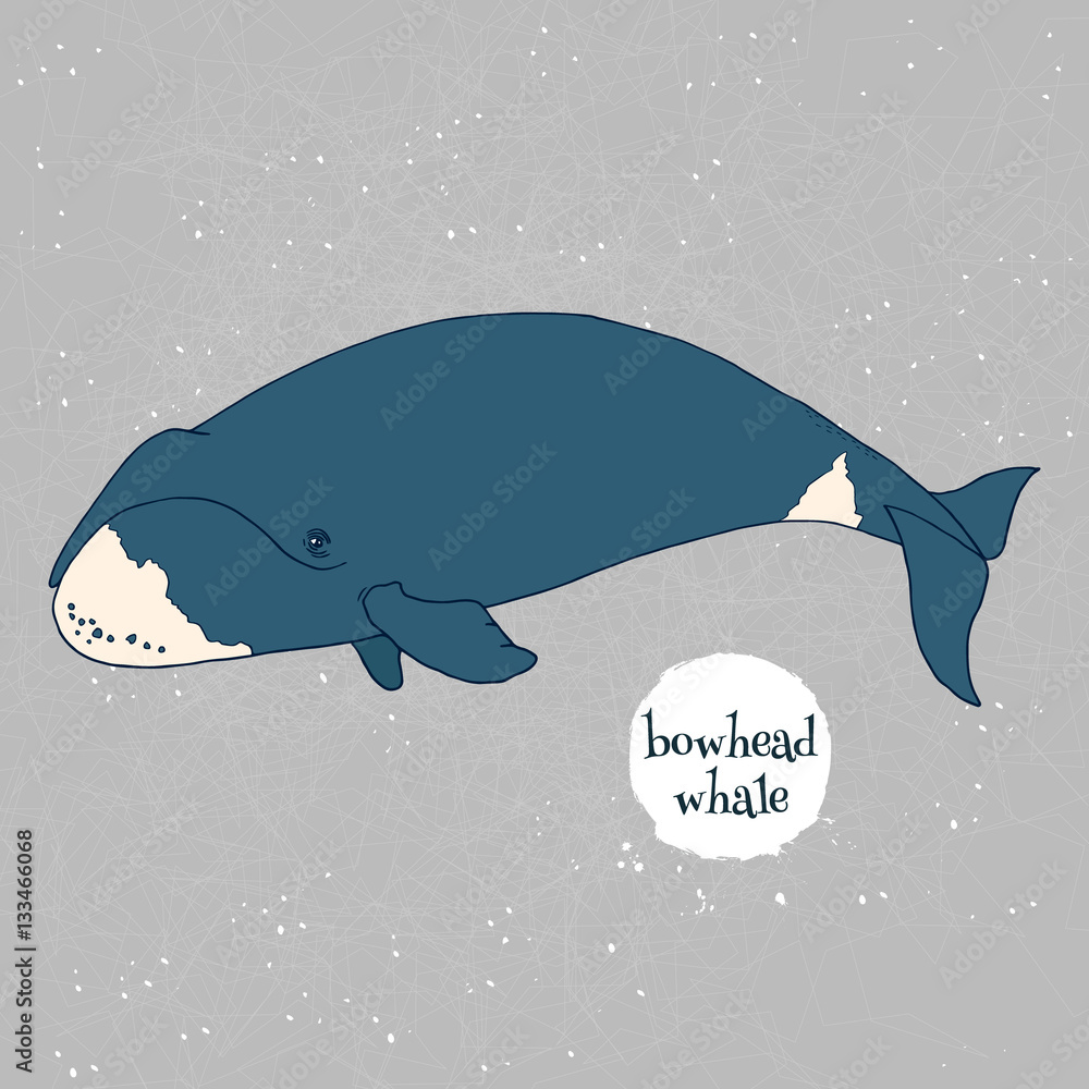 Bowhead whale vector illustration. Hand drawn, isolated on gray ...