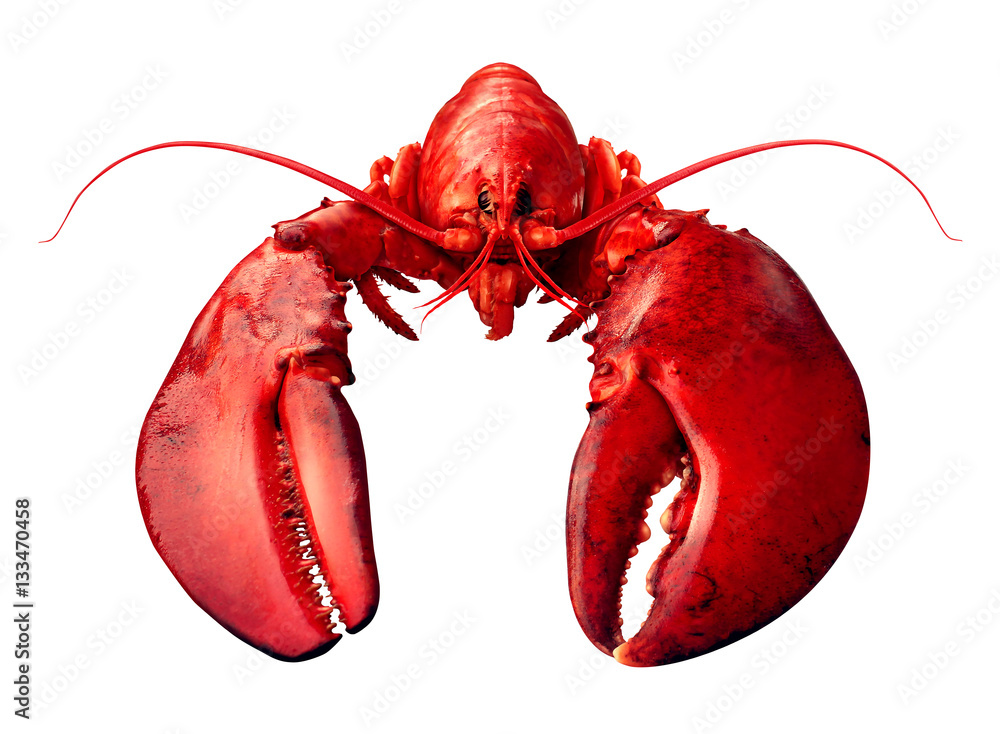 Lobster Front View Stock Photo | Adobe Stock