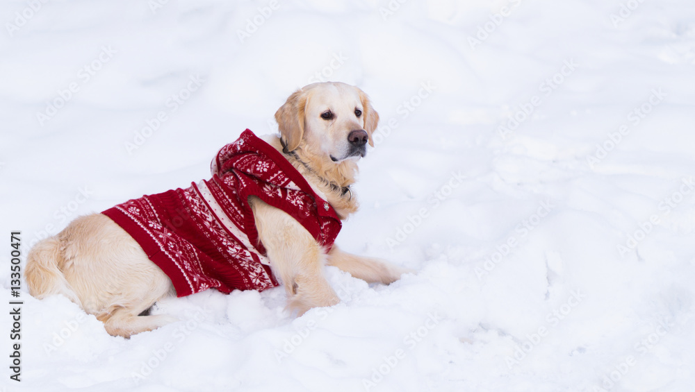 Should Labradors Wear Coats In Winter