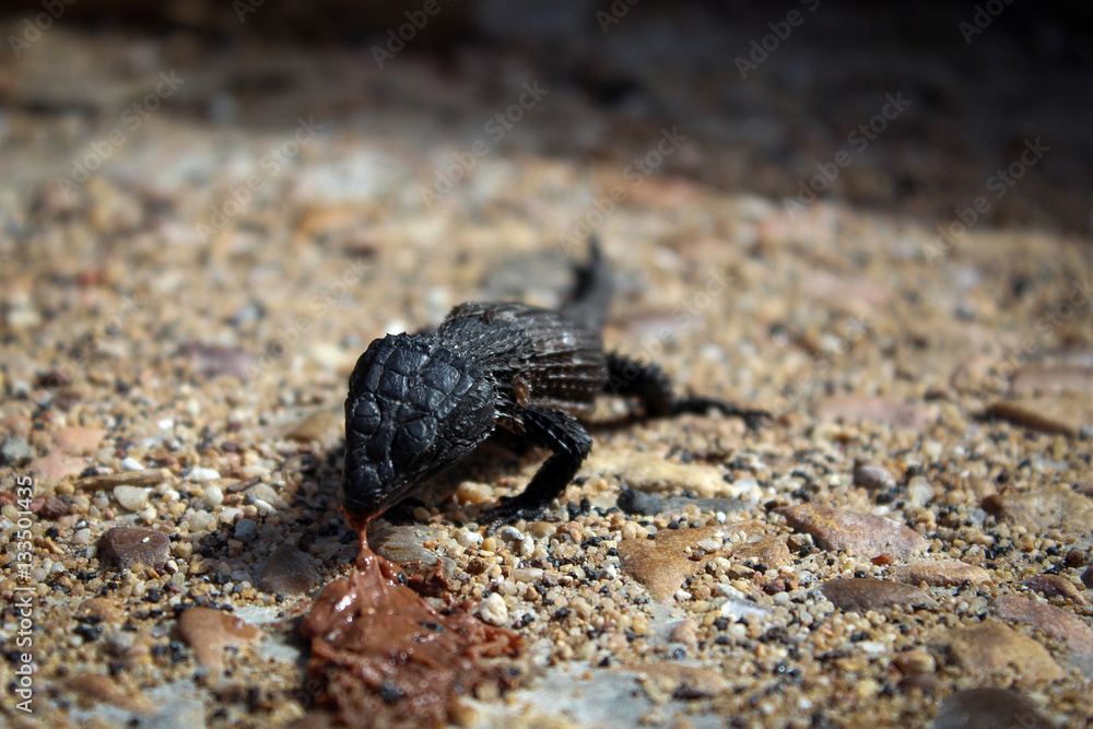 Lizard and ice cream, Cape of Good Hope, South Africa Stock Photo ...