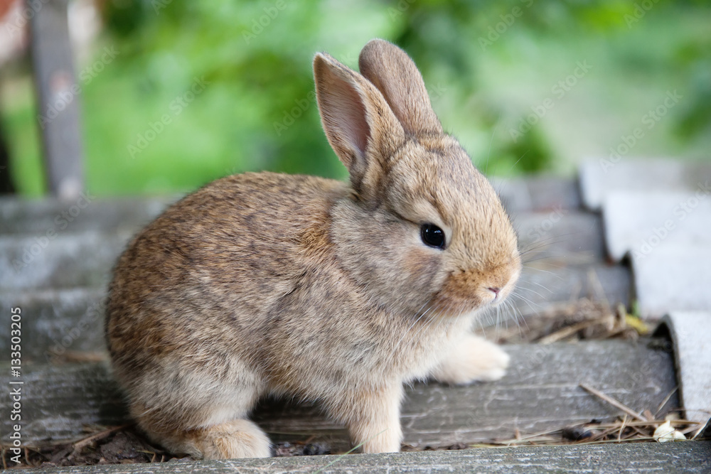Cute Brown Rabbits