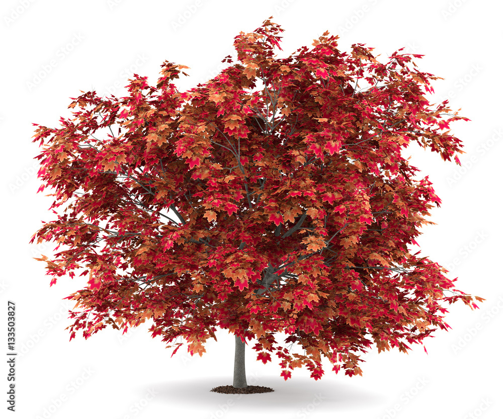 japanese maple tree isolated on white background Stock Illustration ...