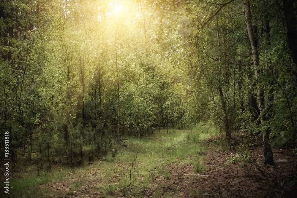 Dark And Light Nature