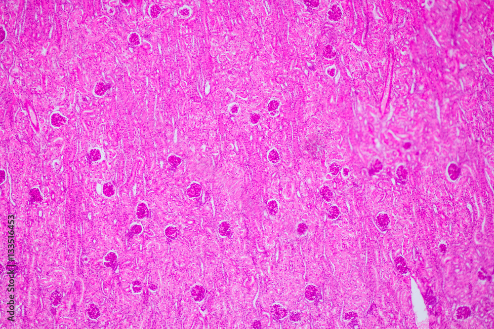 Epithelium Simple Cuboidal cross section under the microscope. Stock ...