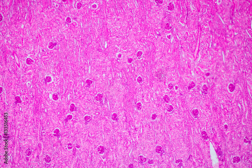 Epithelium Simple Cuboidal cross section under the microscope. Stock ...