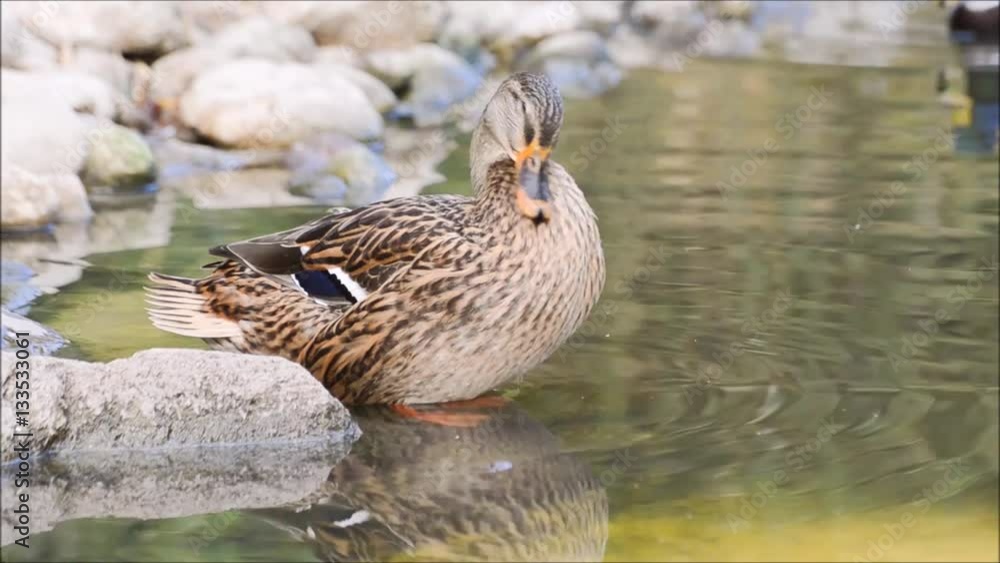 Duck cleaning feathers near a pond. Stock Video | Adobe Stock