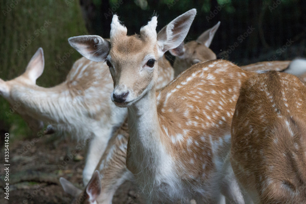 Cucciolo di cerbiatto maschio Stock-Foto | Adobe Stock