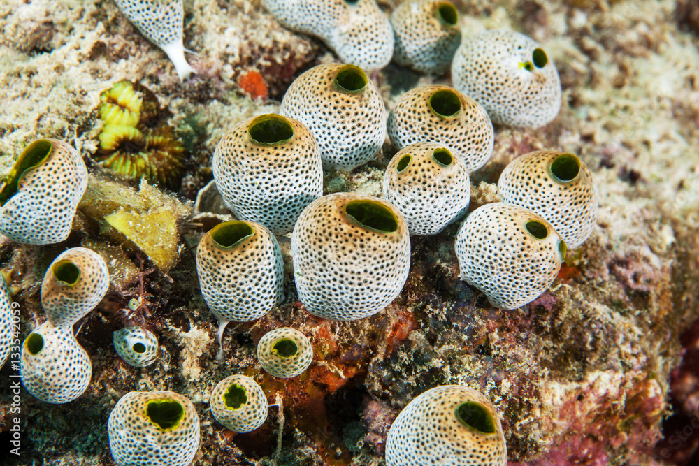 Soft coral fish close-up. Sipadan island. Celebes sea. Malaysia. Stock ...