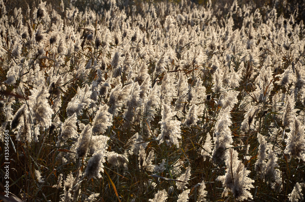 Marsh reeds. Field of yellow fluffy reeds in the daytime Stock-Foto ...