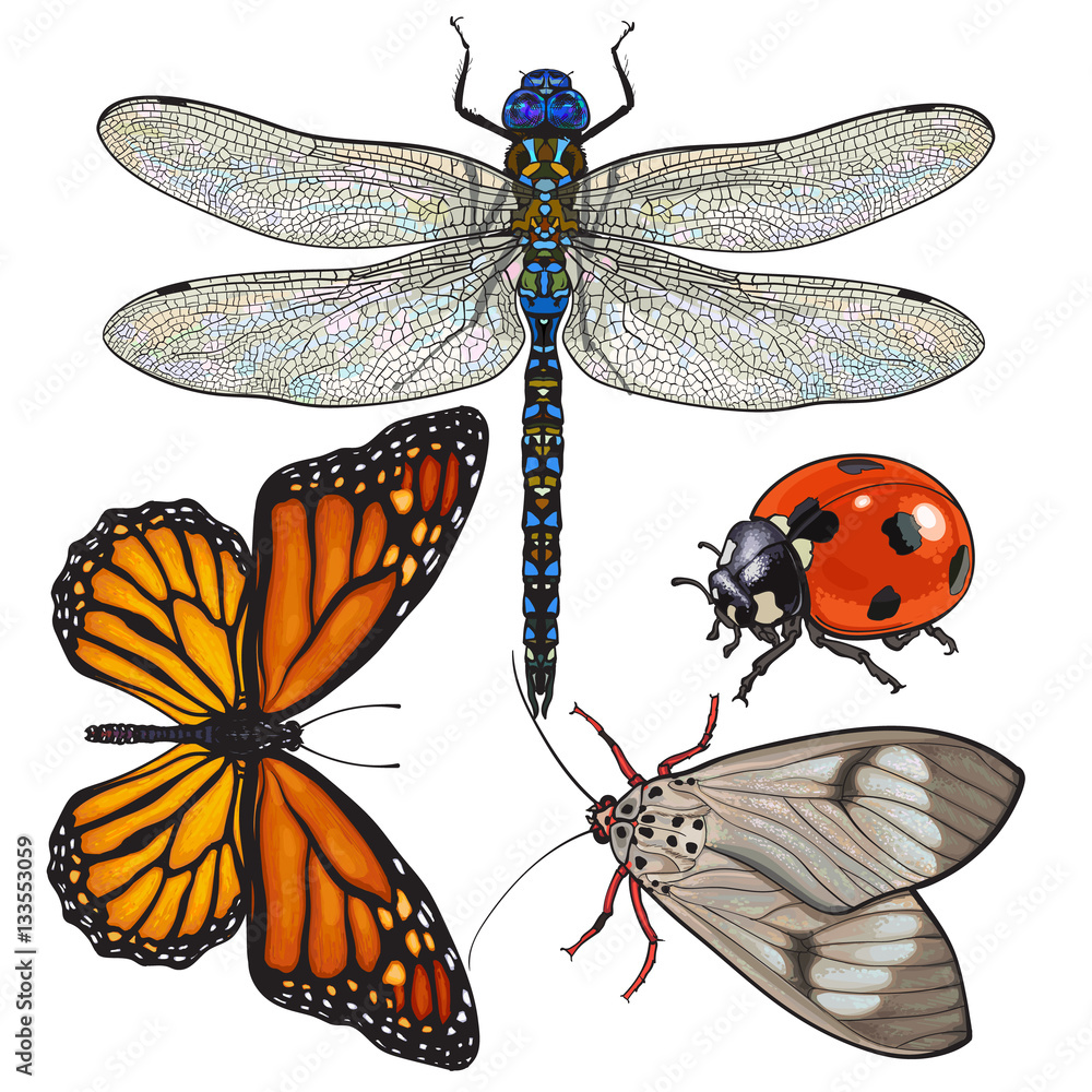 Drawings Of Butterflies And Dragonflies