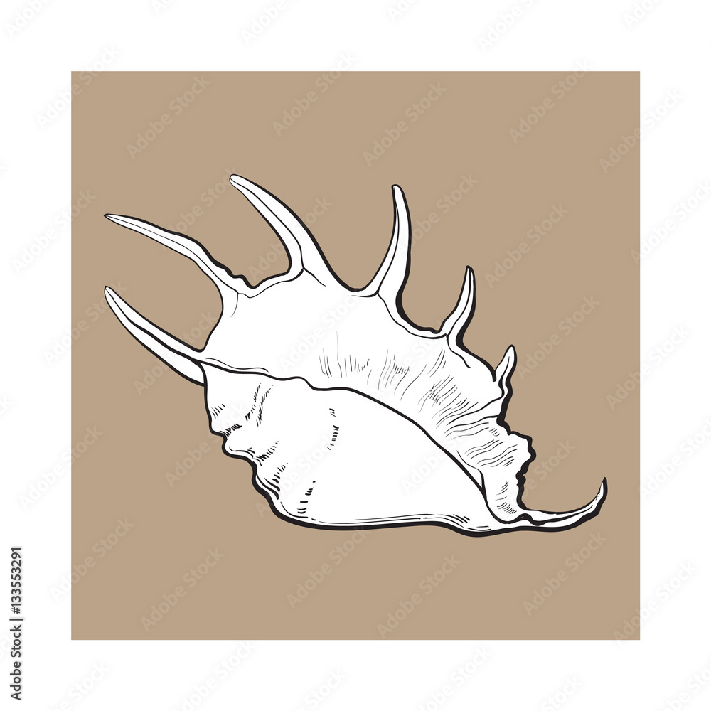 white spiral conch sea shell, sketch style vector illustration isolated ...