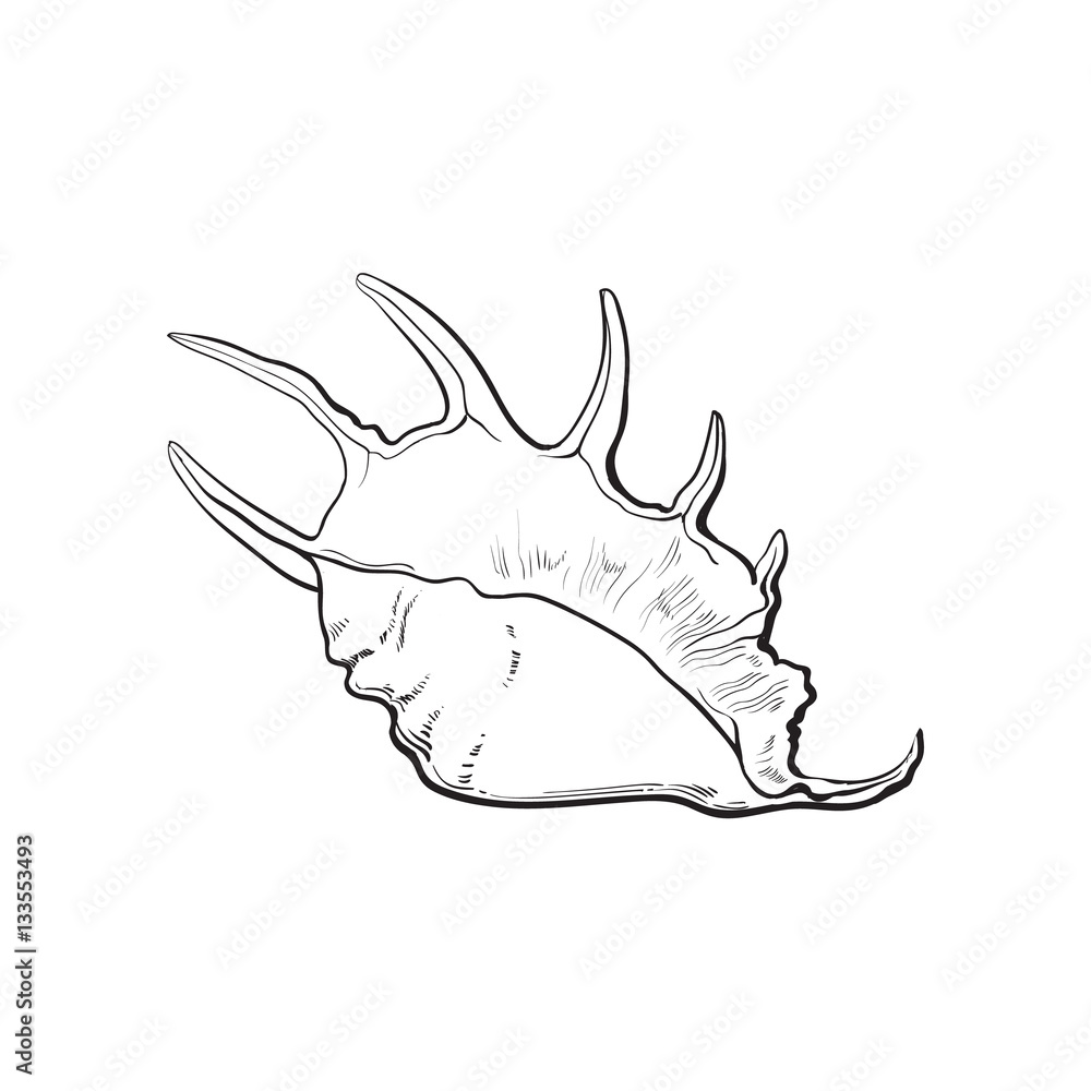 spiral conch sea shell, sketch style vector illustration isolated on ...