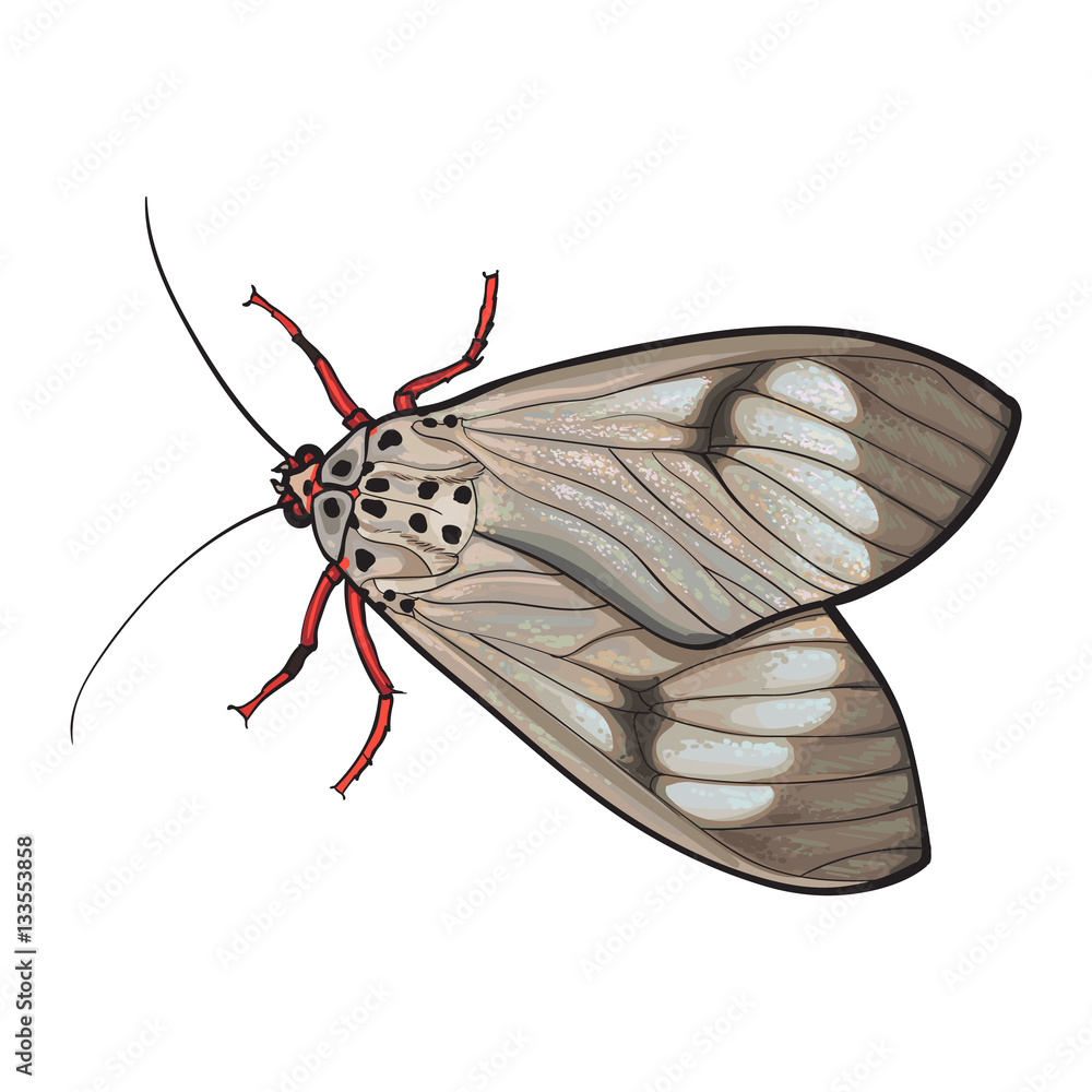 Top view of gray moth, sketch illustration isolated on white background ...