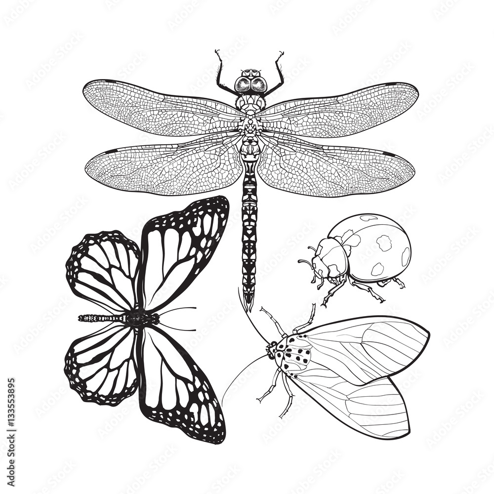 Set of insects like dragonfly, butterfly, ladybird and moth, sketch ...
