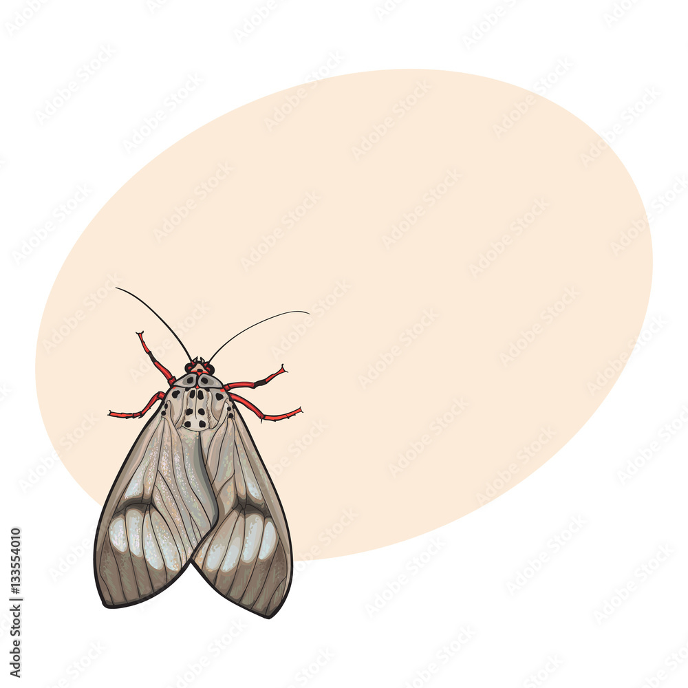 Top view of gray moth, sketch illustration isolated on background with ...