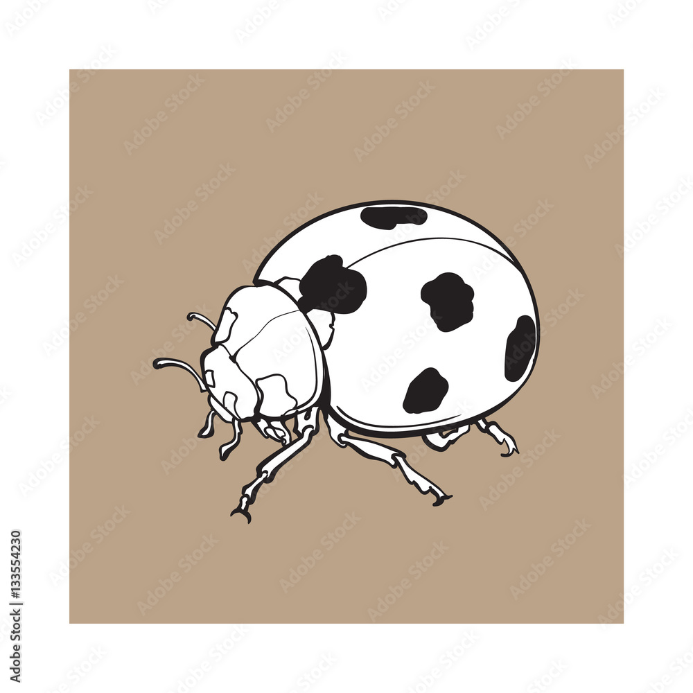 Red ladybug, ladybird with black spots, sketch illustration isolated on ...