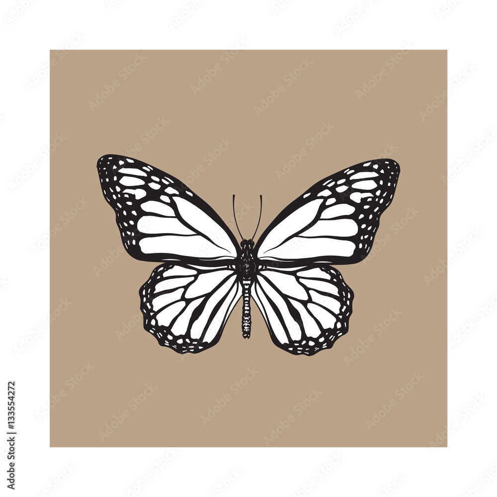 Monarch Butterfly Drawing Realistic