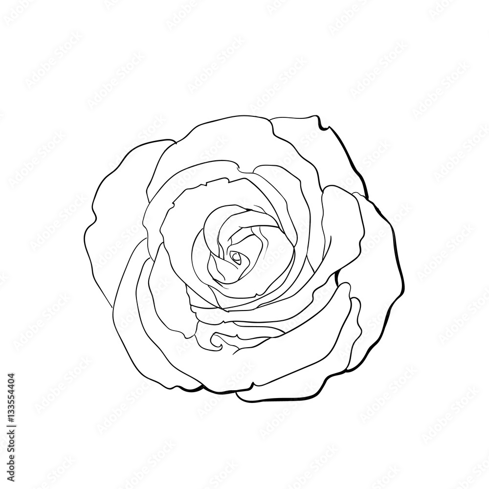 Deep contour rose bud, top view sketch style vector illustration ...