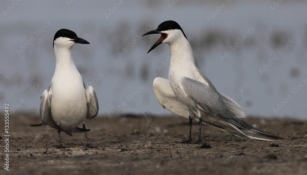 Gull Billed Tern Stock Photo Adobe Stock