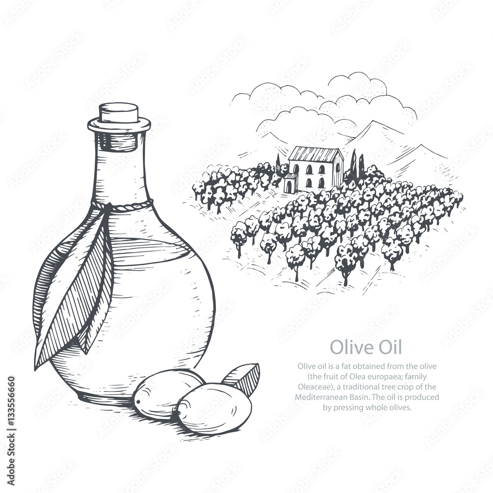 Hand-drawn olive oil and olive field. Vector sketch illustration. Stock ...