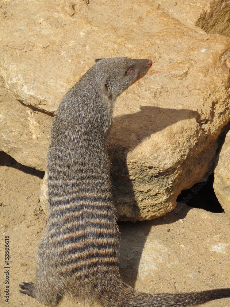 A mongoose is a small but very dangerous creature from "The Jungle Book ...