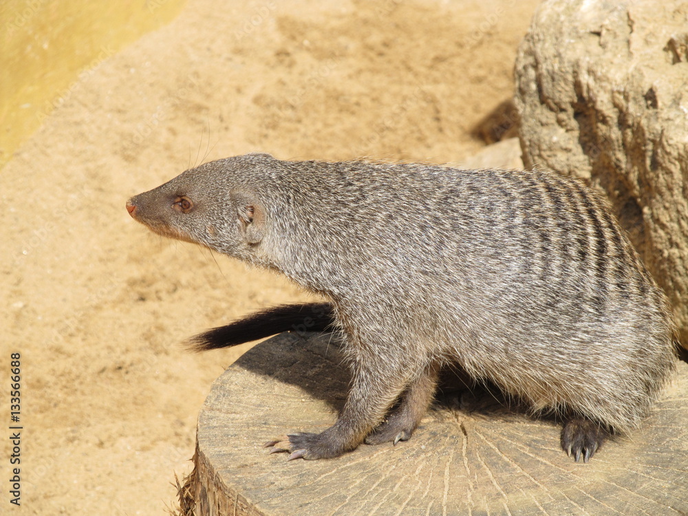 A mongoose is a small but very dangerous creature from "The Jungle Book ...