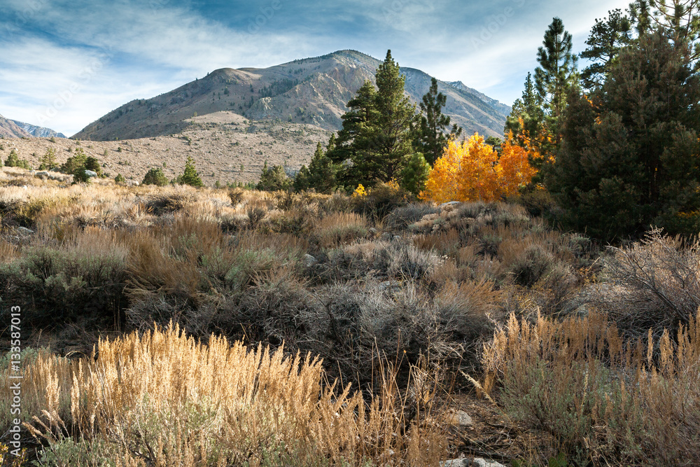 Aspendell near Bishop, CA Stock-Foto | Adobe Stock