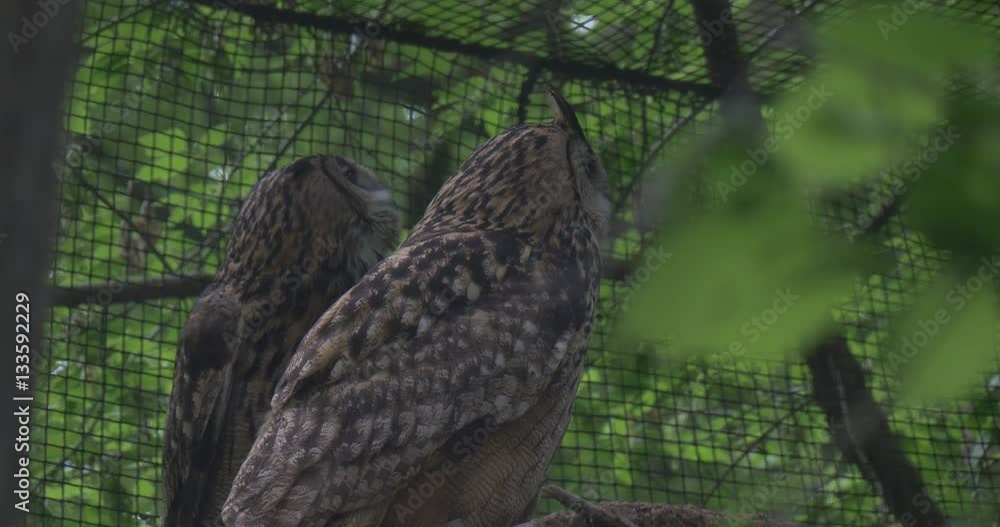 Long-Eared Owls in Aviary in Zoo Among Forest Captive Birds Predators ...