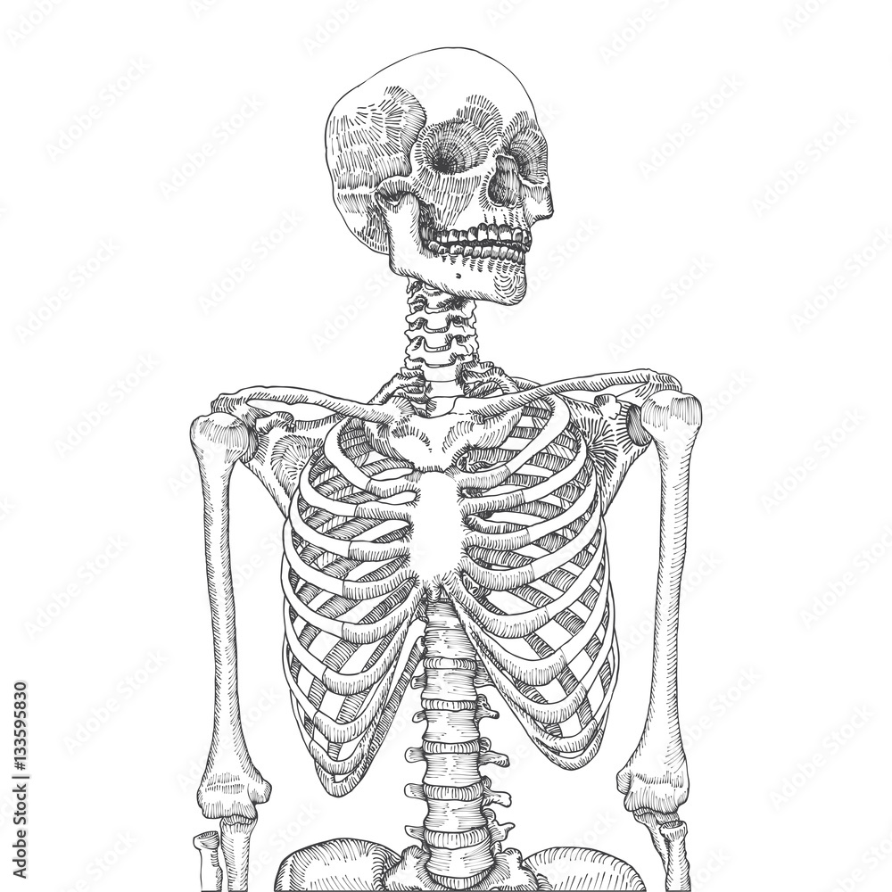 Hand drawn anatomical medical human rib cage with skull. On white ...