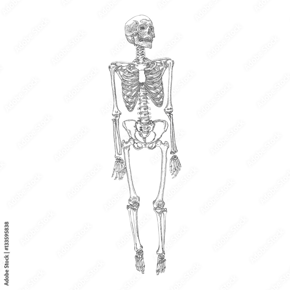 Human bones skeleton standing drawing. With arms, legs, skull. Vector ...