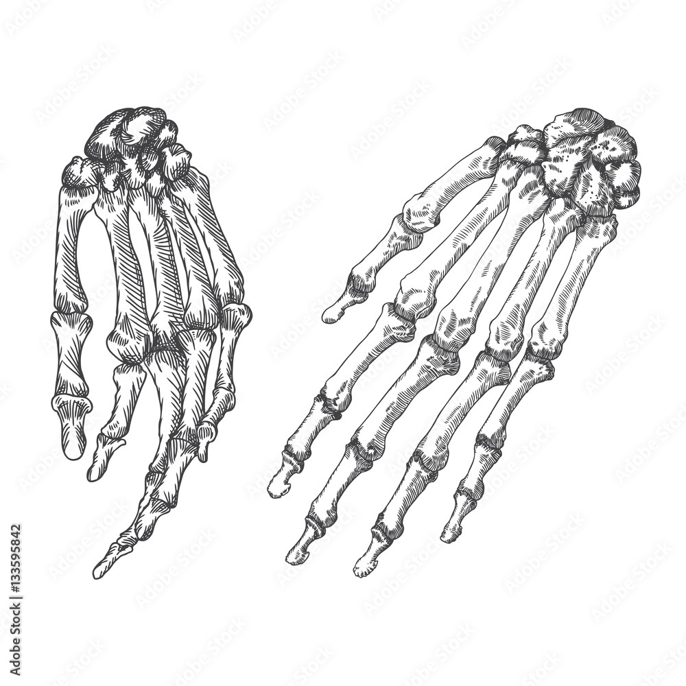 Human bones skeleton hand wrists drawing. Vector illustration. Stock ...
