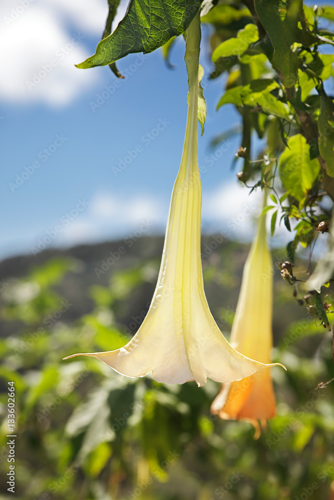 Angel's trumpet (Brugmansia) flower with tropical background Stock ...