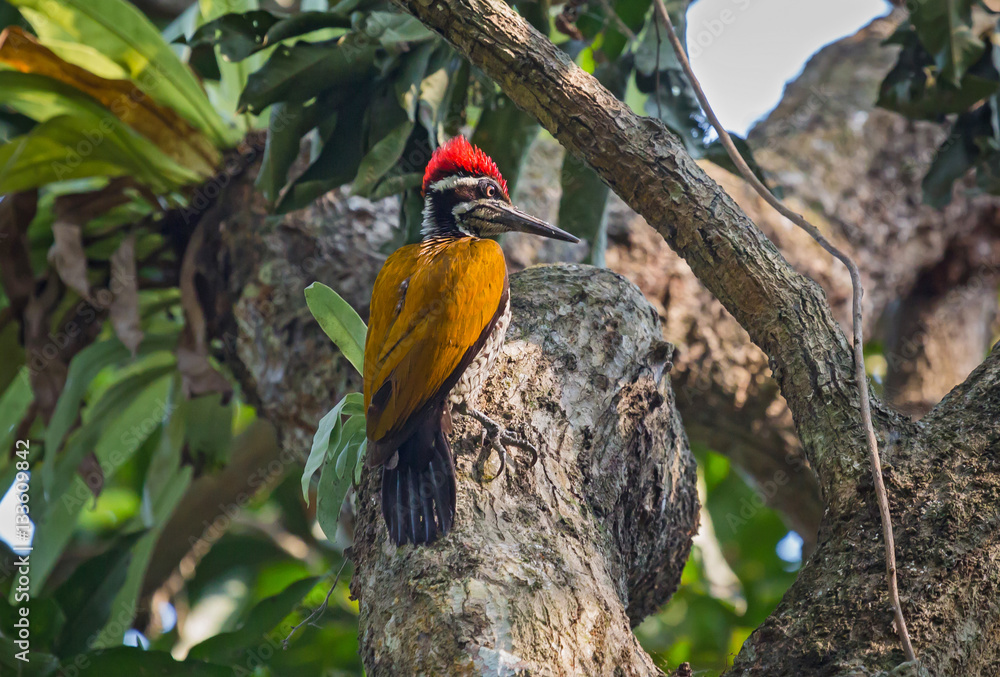 Indian Woodpecker Bird
