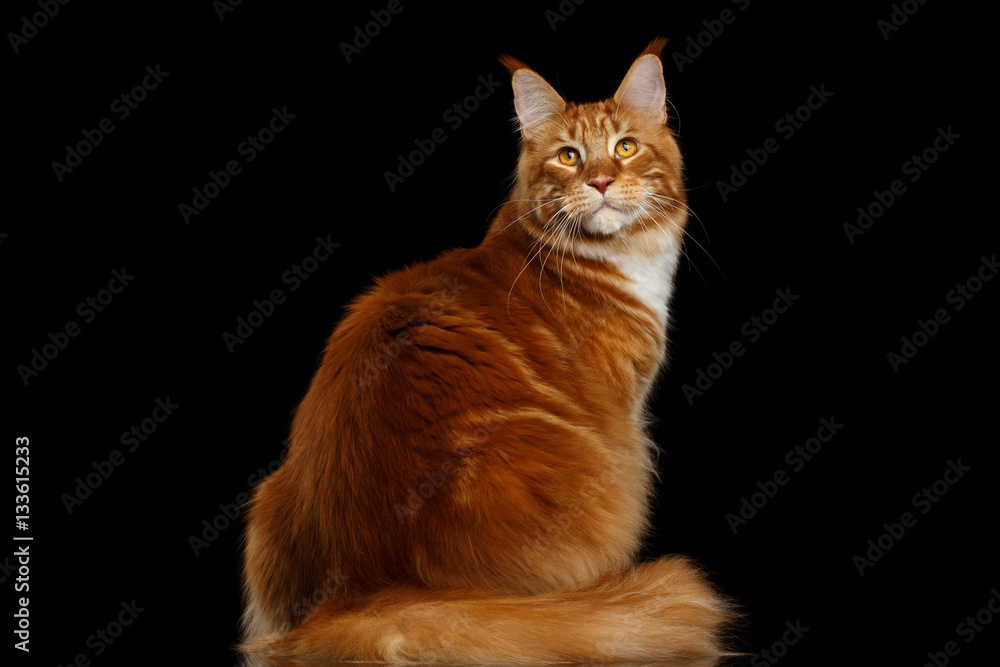 Fluffy Dark Orange Cat