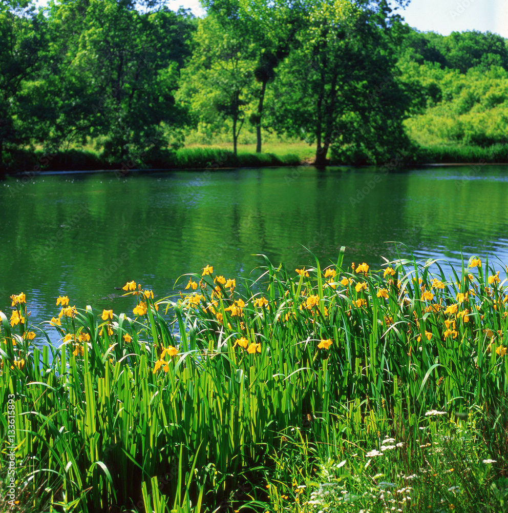 spring flowers near the river_2 Stock Photo | Adobe Stock
