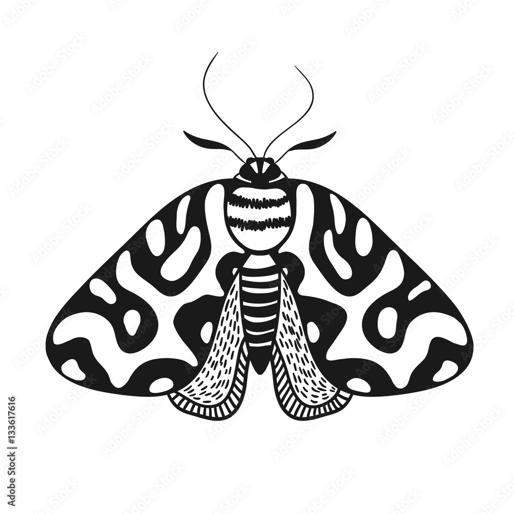 black and white moth illustration isolated on white, vector ...